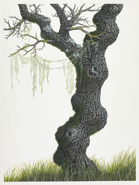 OtherPaintings/Sml-Oak-Tree